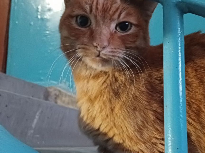 Братец кот