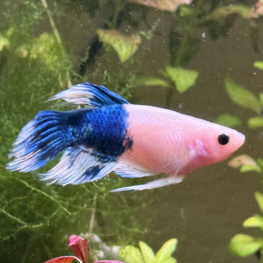 Рыбка петушок