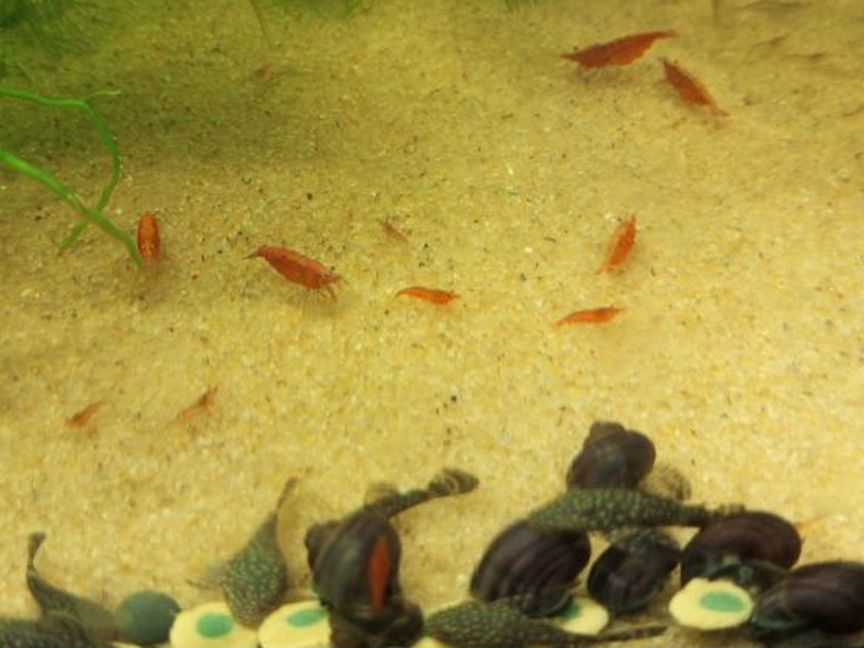 Креветки жёлтые и вишни