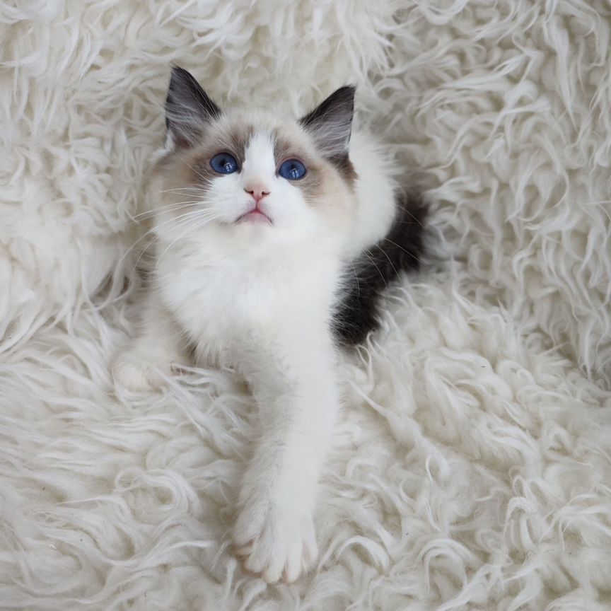 Sindy, малышка рэгдолл