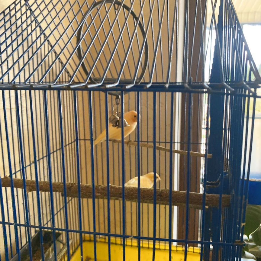 Канарейки пара