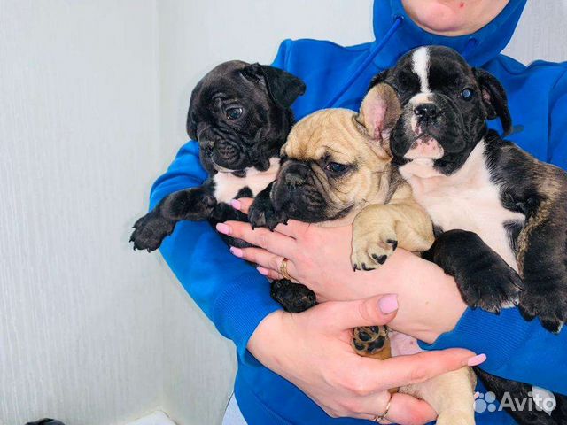 Французики