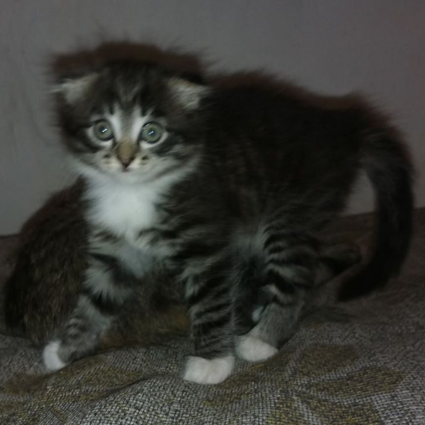 Шотландский вислоухий длинношёрстный котёнок