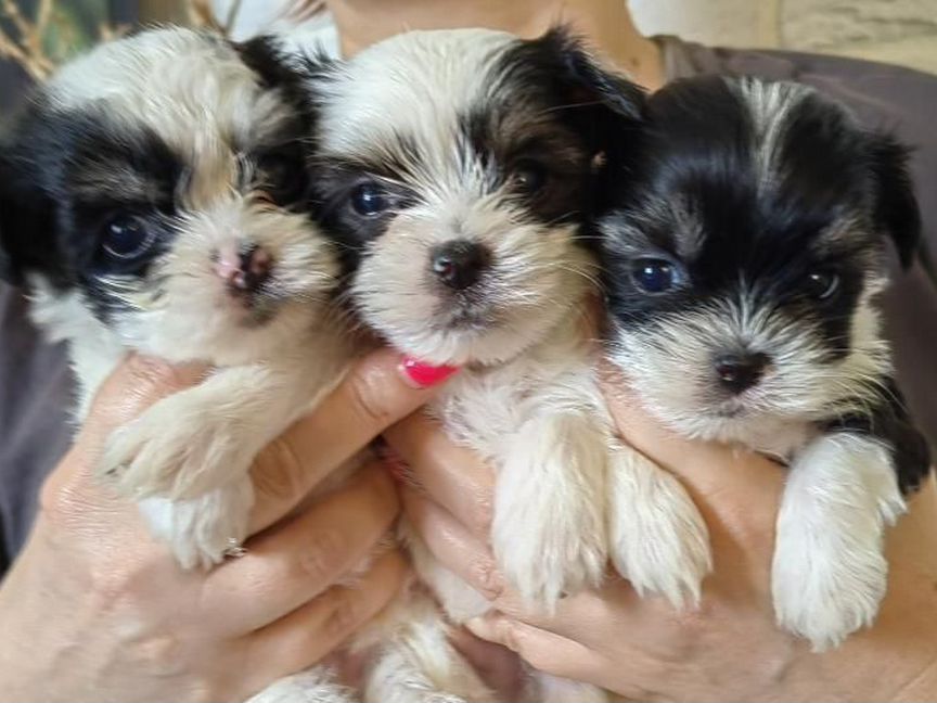 Бивер с полным пакетом документов