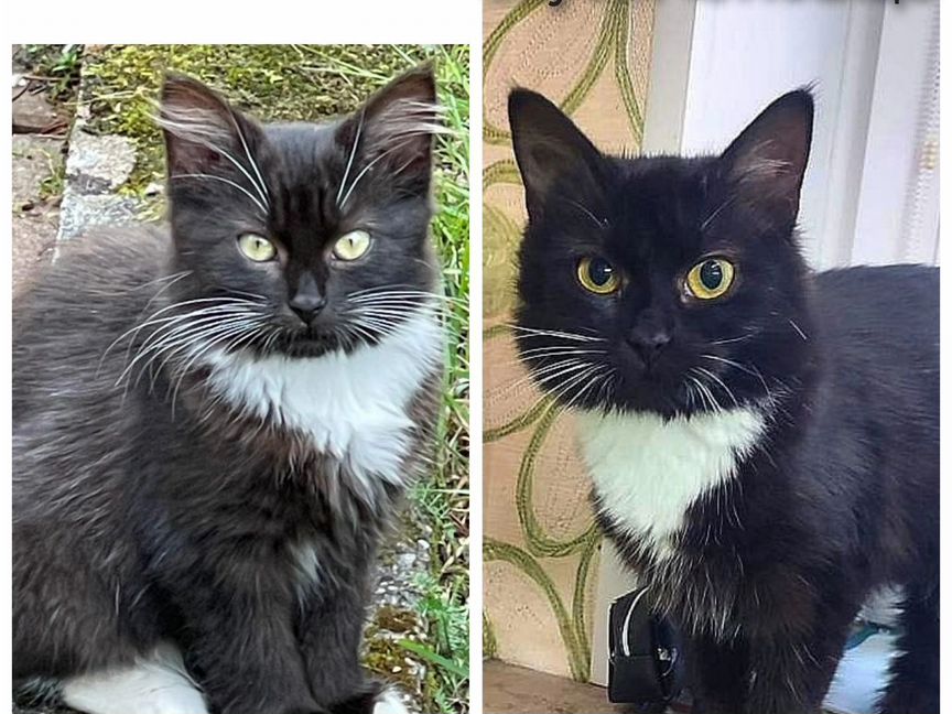 Кошечка 5,5месяцев