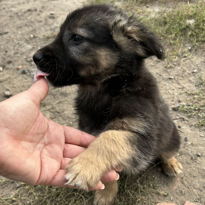 Щенок в добрые руки