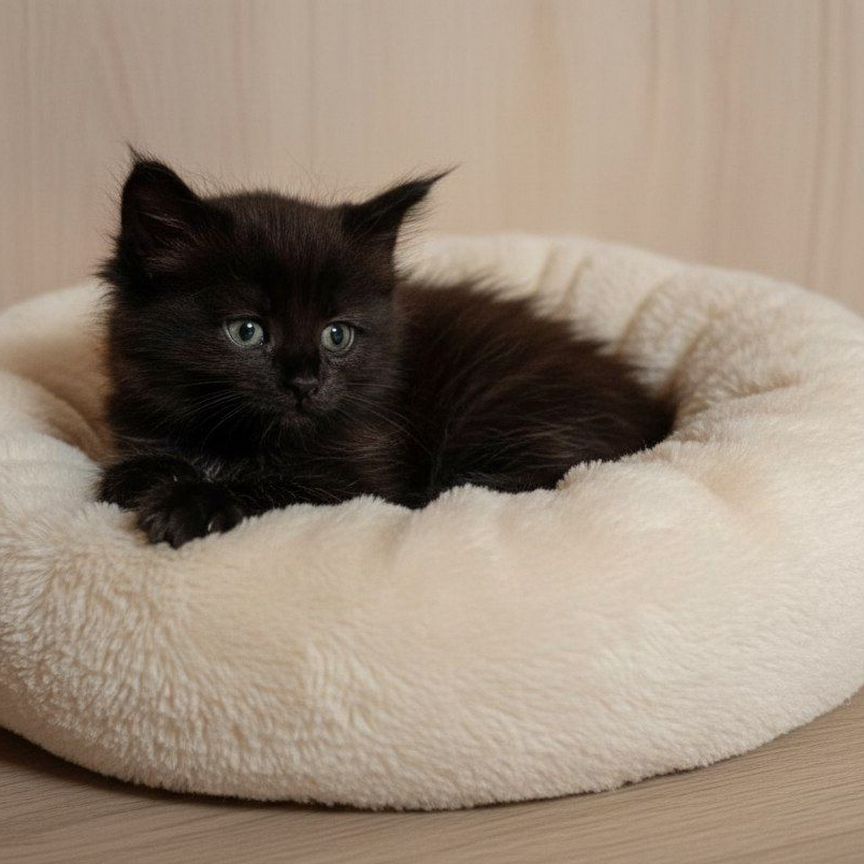 Мейн-кун котёнок