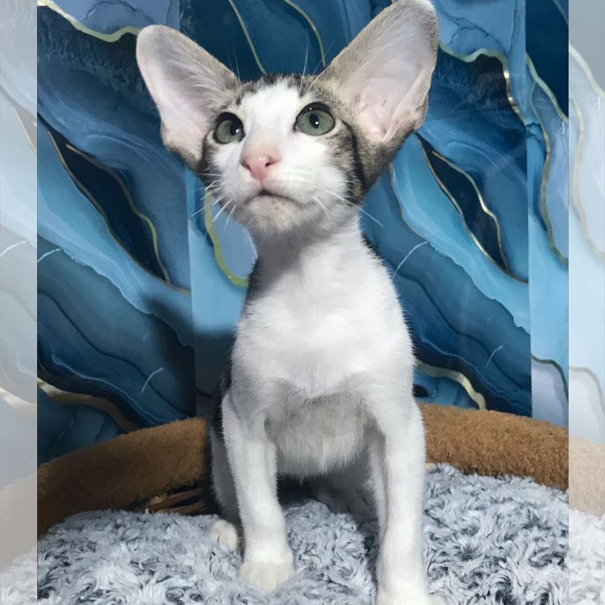 Ориентальный котёнок