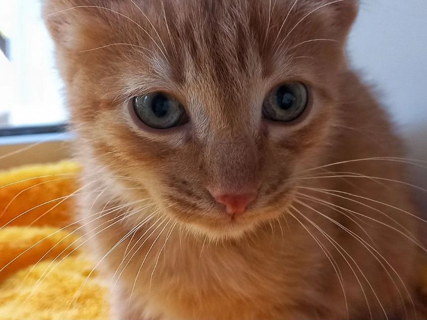 Котята в добрые руки бесплатно