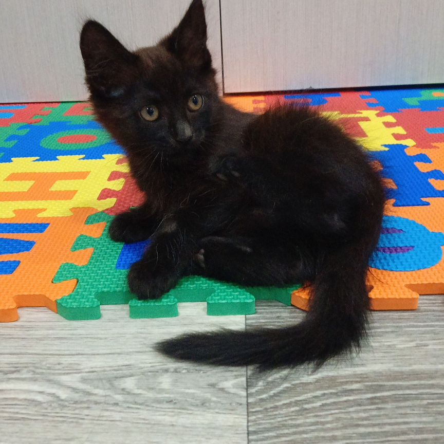 Котята