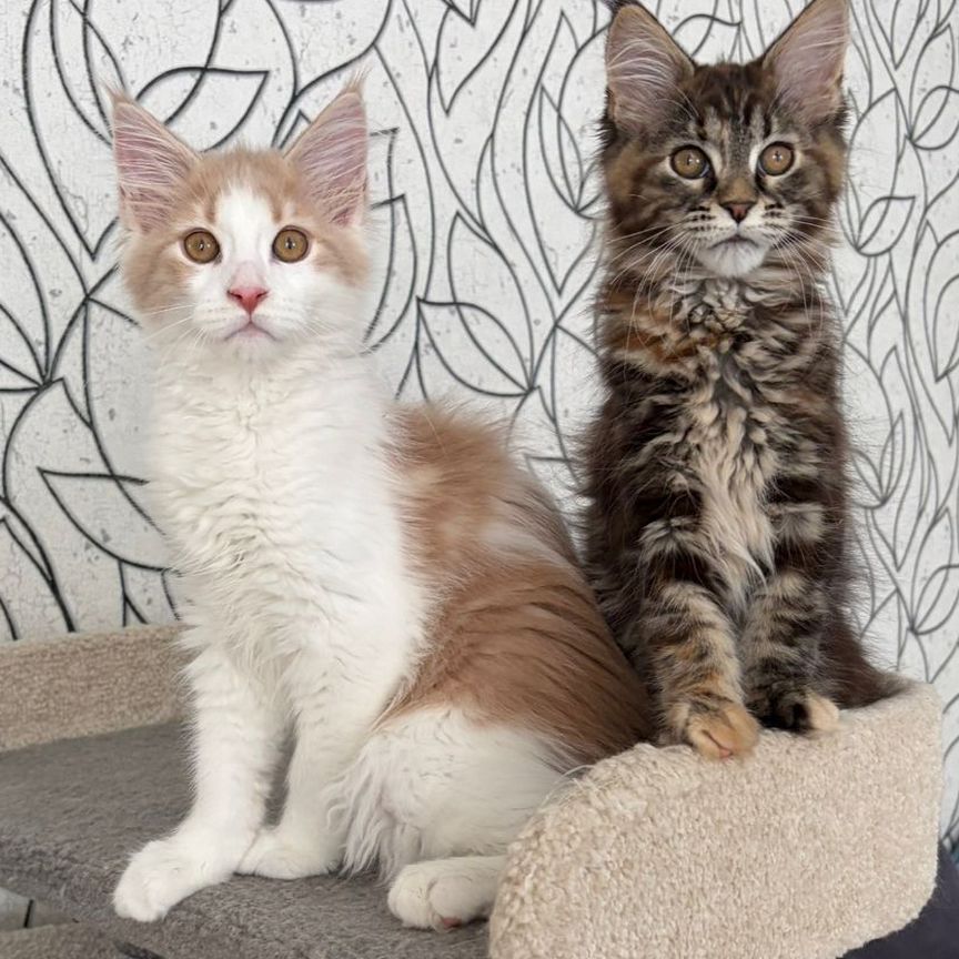 Мейн-кун котёнок