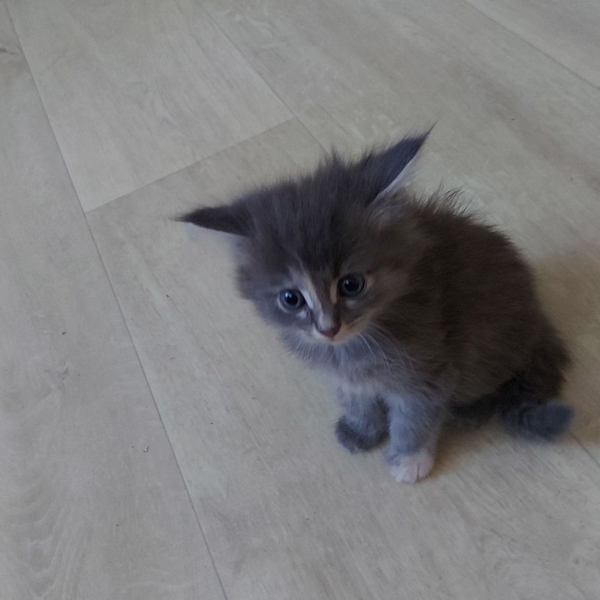 Котята в добрые руки бесплатно мальчик и девочки
