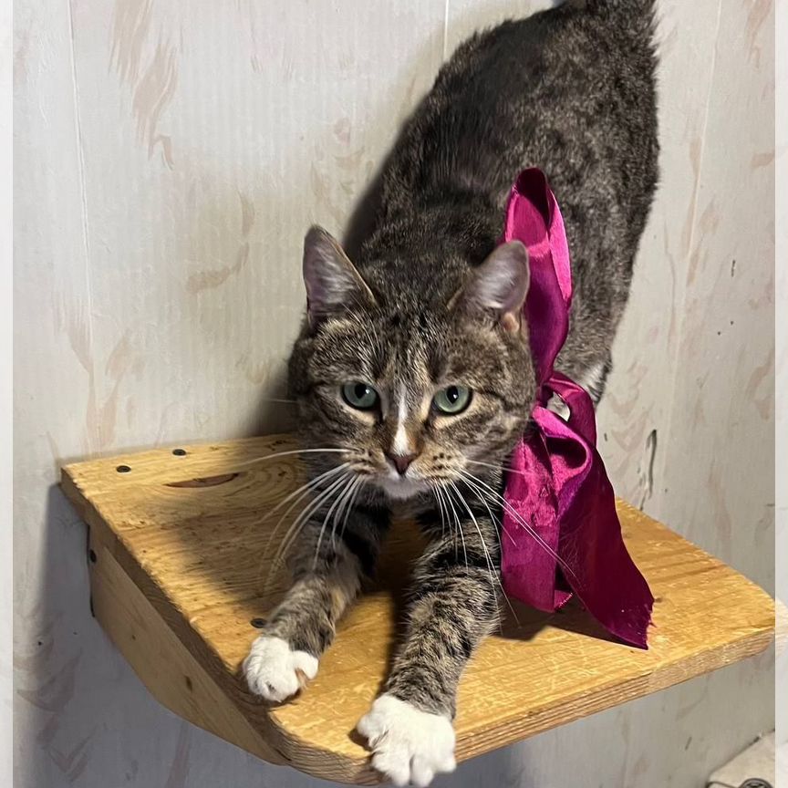 Взрослая, кошка в добрые руки