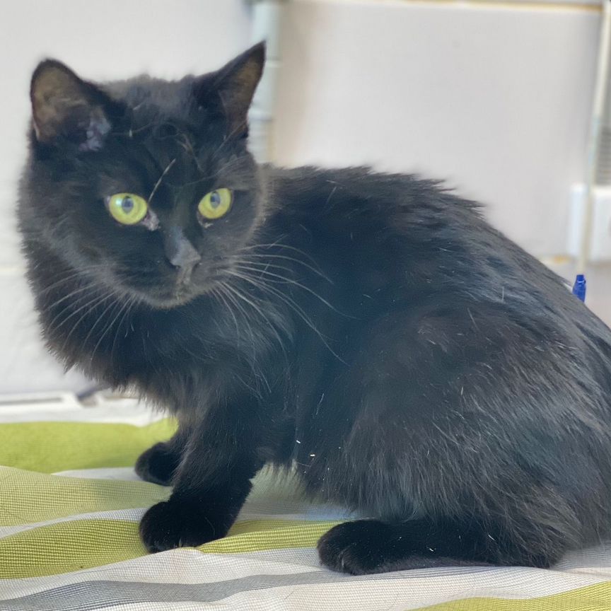 Взрослая, кошка в добрые руки