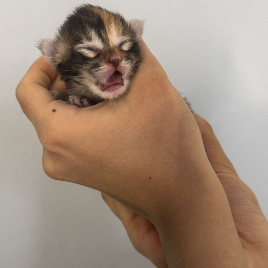 Кошка