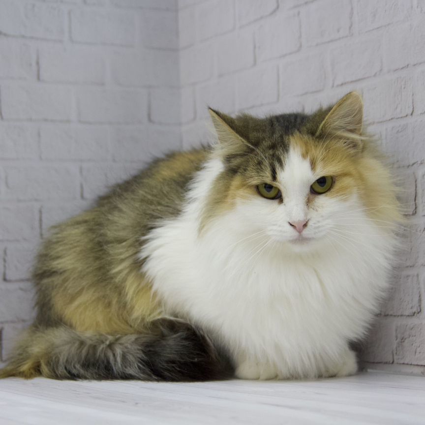 Взрослая кошка из приюта