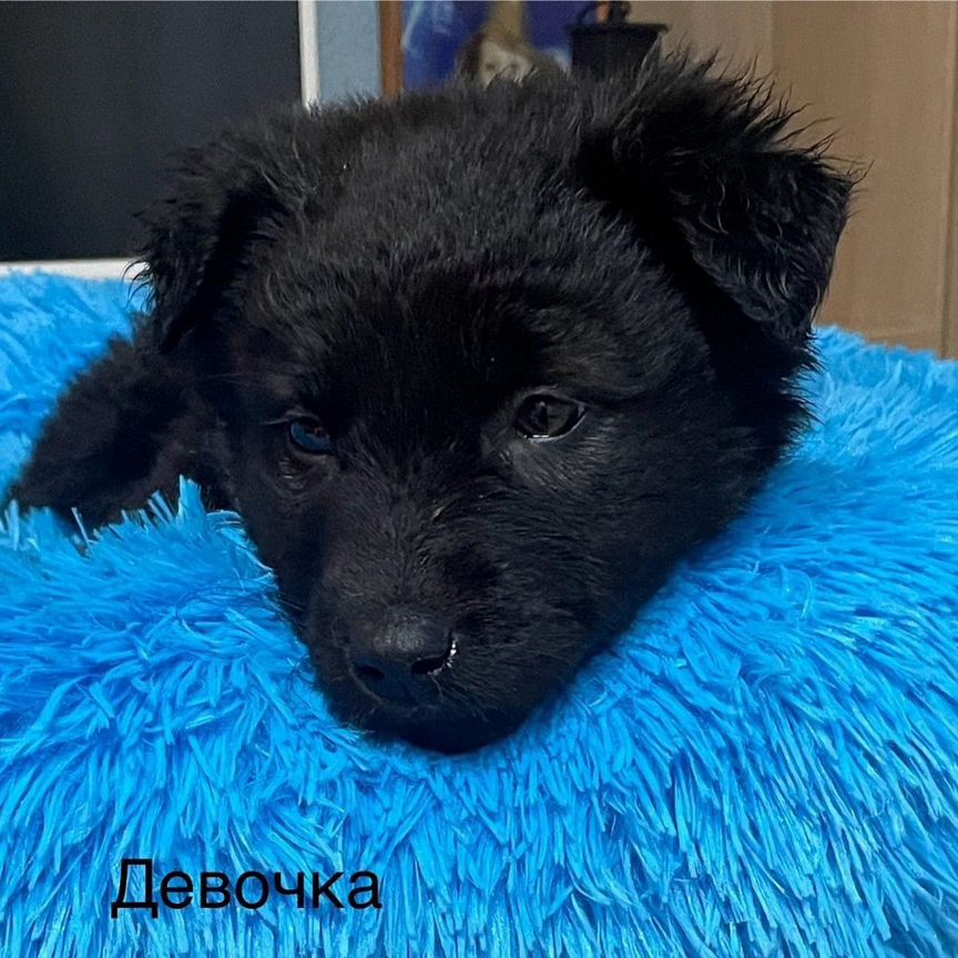 Отдам в добрые руки маленькую