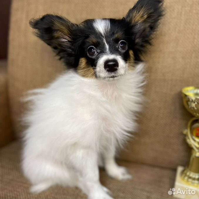 Девочка бабочка