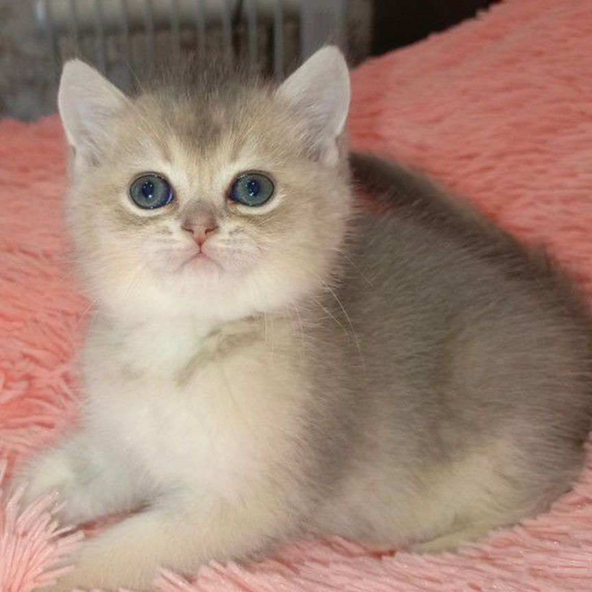 Шотландская красавица голубое золото