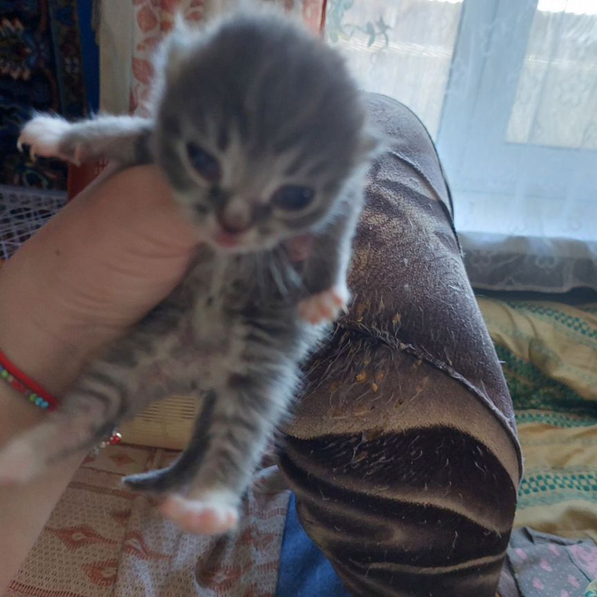 Котёнок в добрые руки