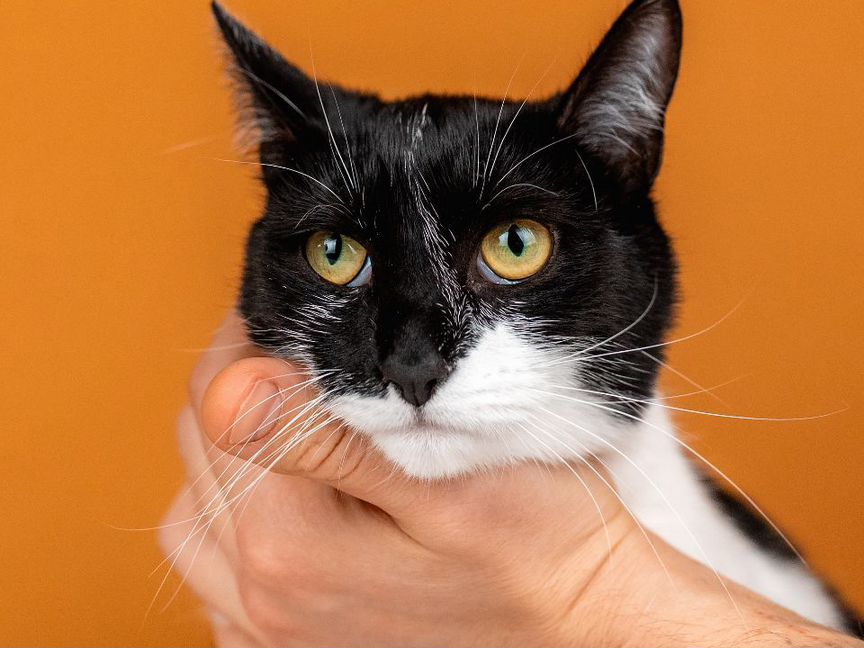 Кошка в добрые руки