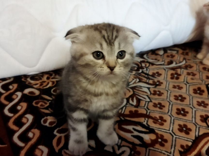 Шотландская