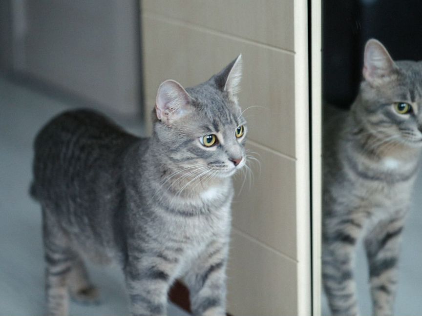 Молодой котик