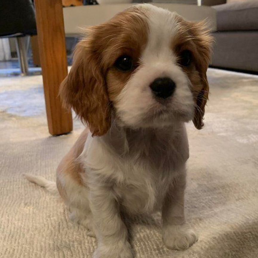 Кавалер кинг-чарльз-спаниель, щенок