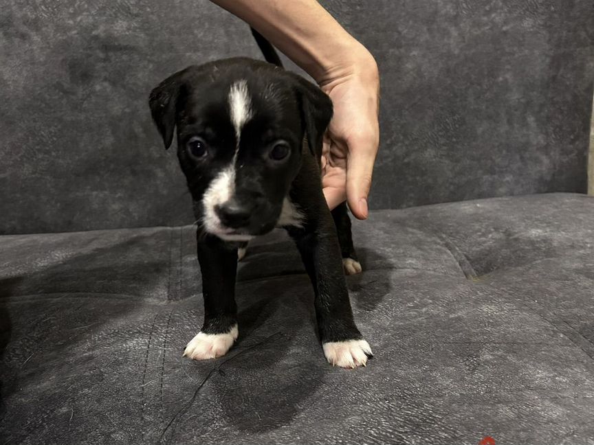 Стаффордширский терьер щенки