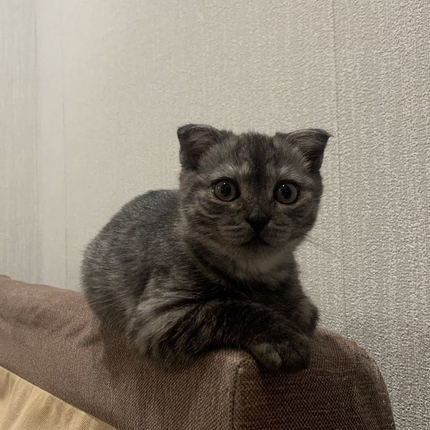 Шотландская вислоухая