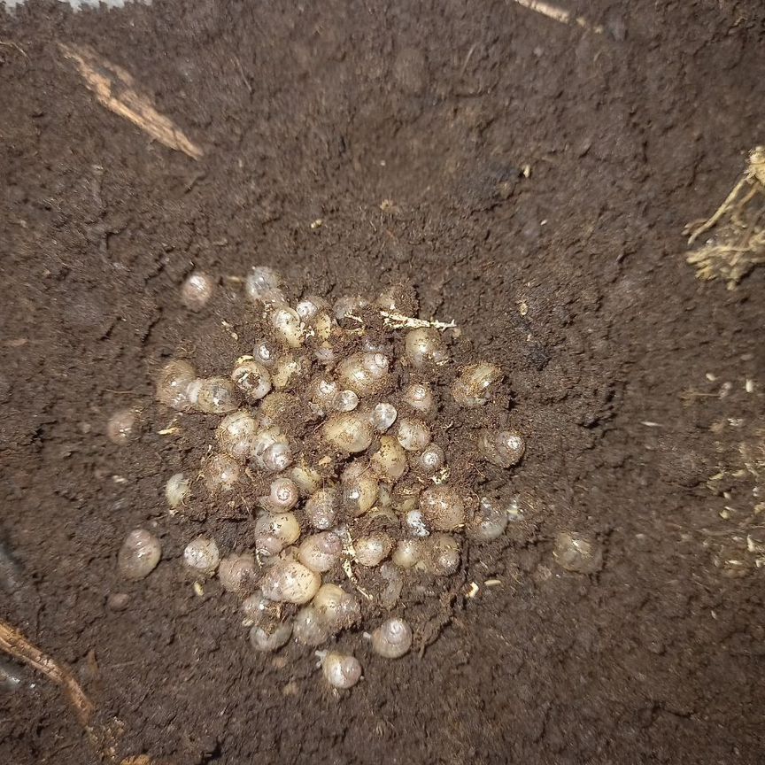 Улитки на корм