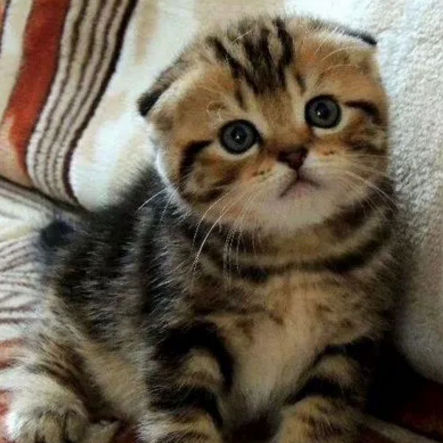 Шотландский вислоухий короткошёрстный котёнок