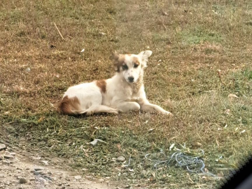 Бим.(белый Бим чёрное ухо)