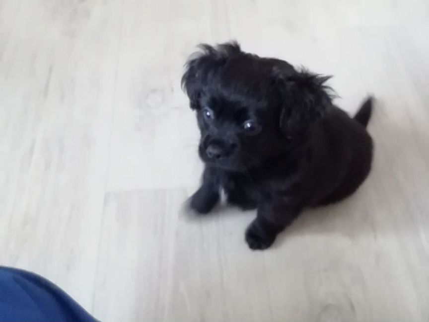 Щенок, мальчик