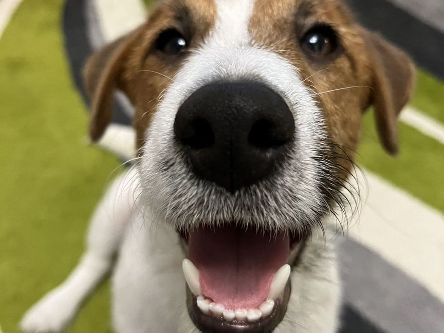 Джек Рассел терьер