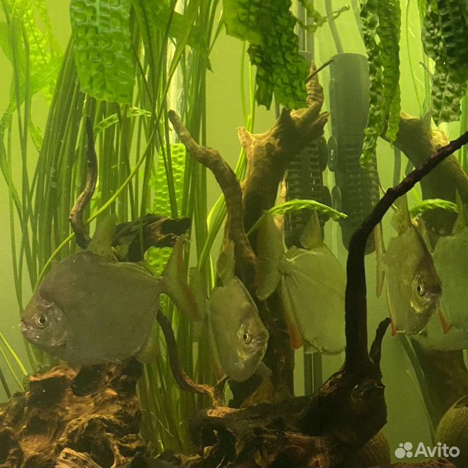 Аквариумная рыбка метинис