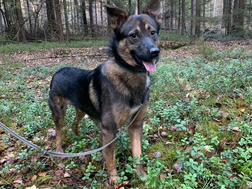 Коротколапик Вегас из вивария в добрые руки