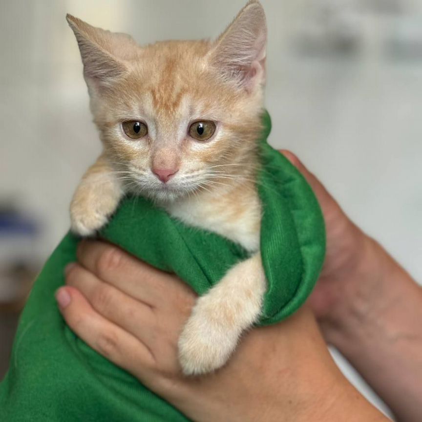 Котята в добрые руки бесплатно