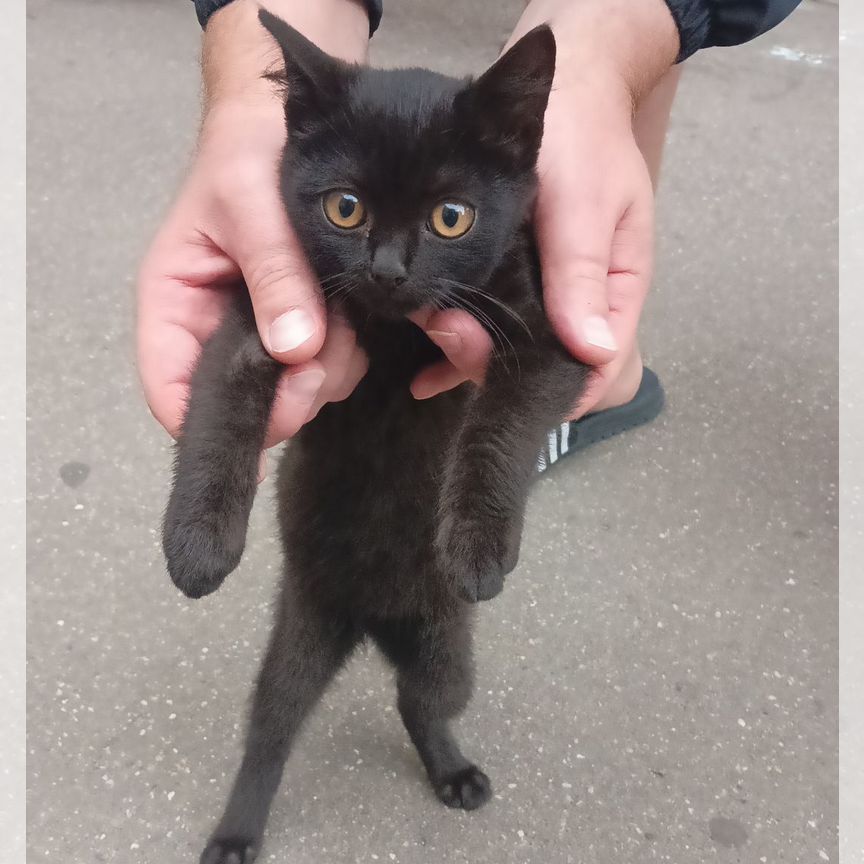 Найден котенок