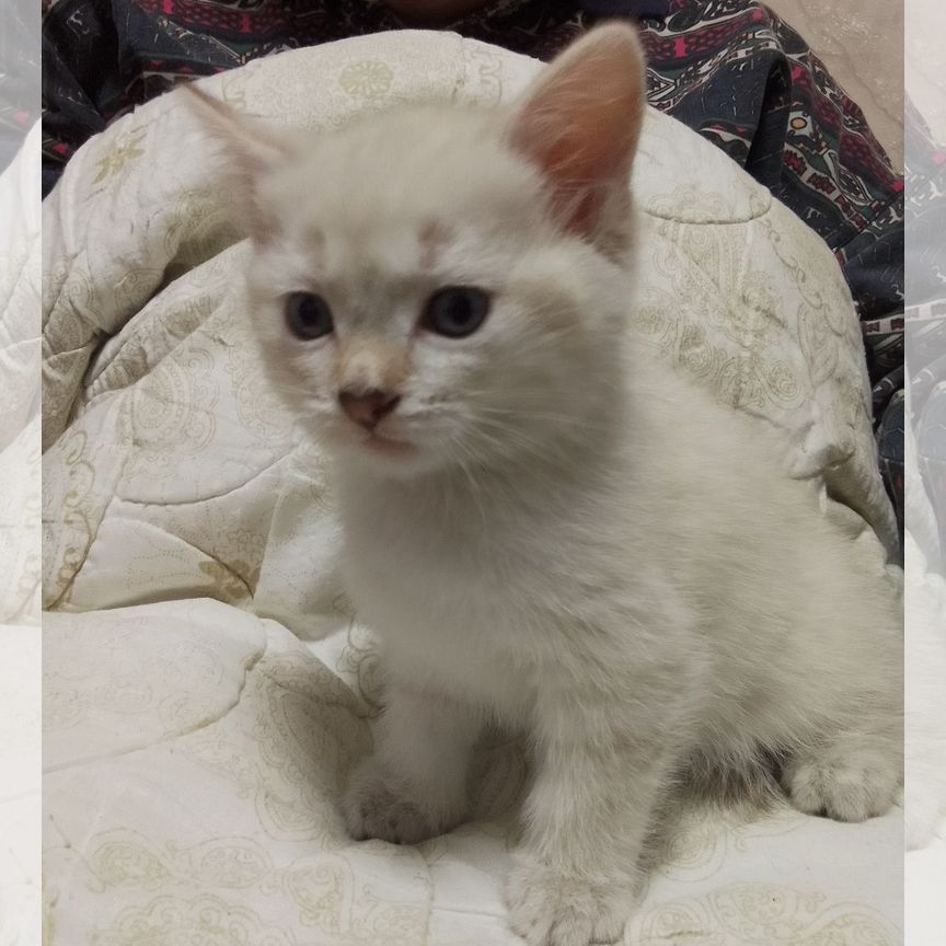 Шотландский прямоухий длинношёрстный котёнок