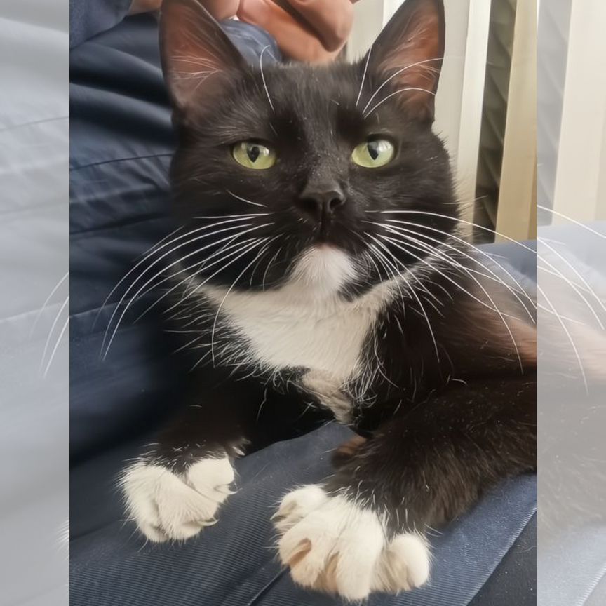 Взрослая, кошка в добрые руки