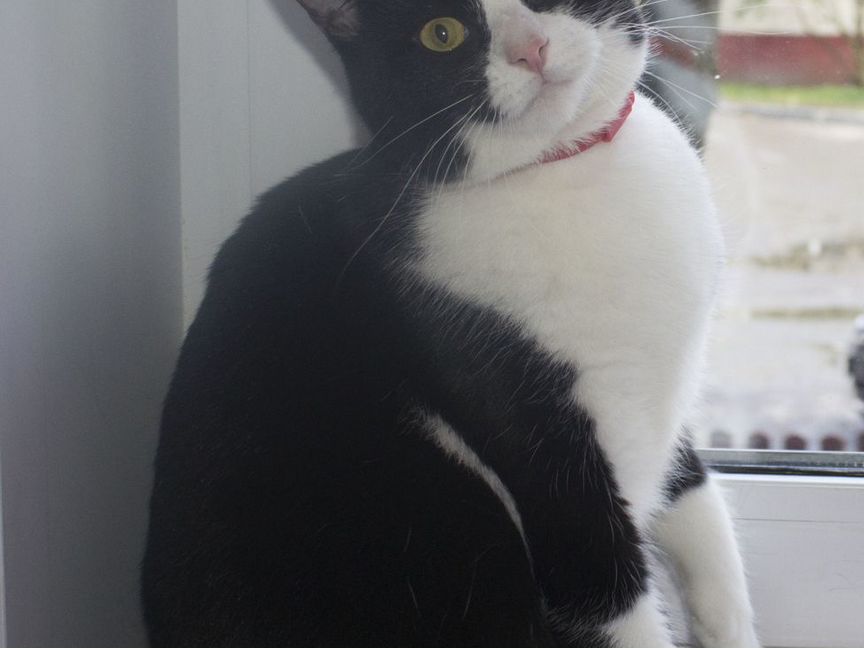 Волшебная Фиби направлена вам судьбой