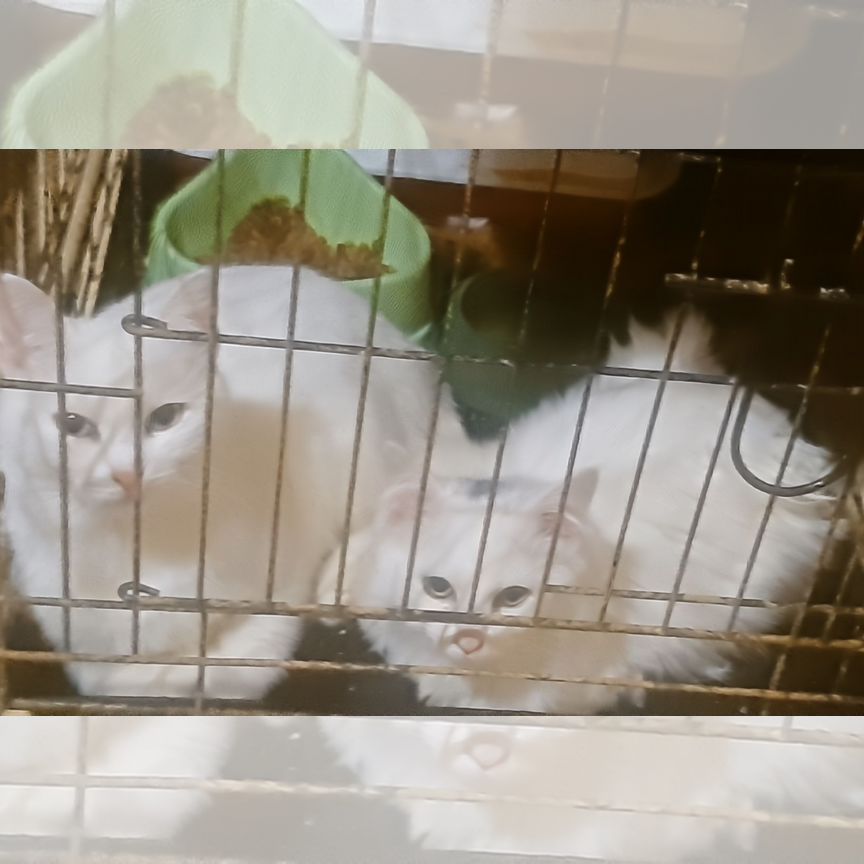 Взрослая кошка в добрые руки