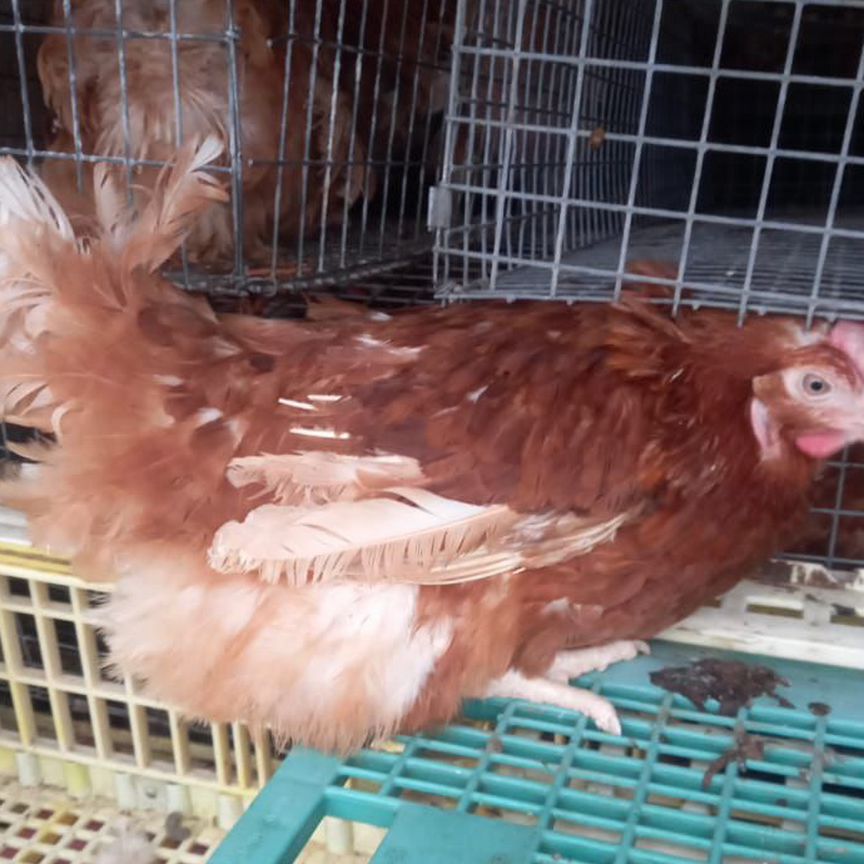 Куры несушки