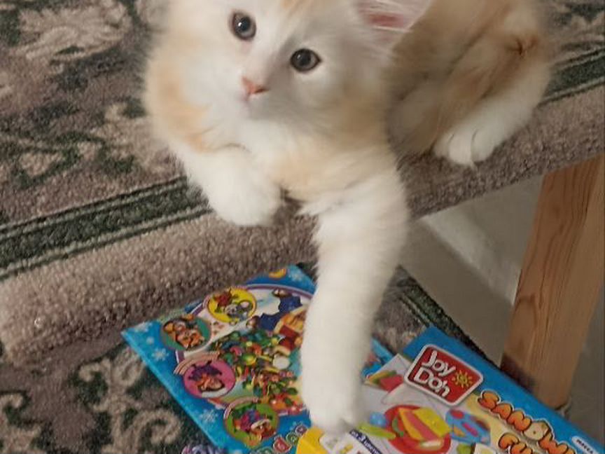 Кошка мэйн кун