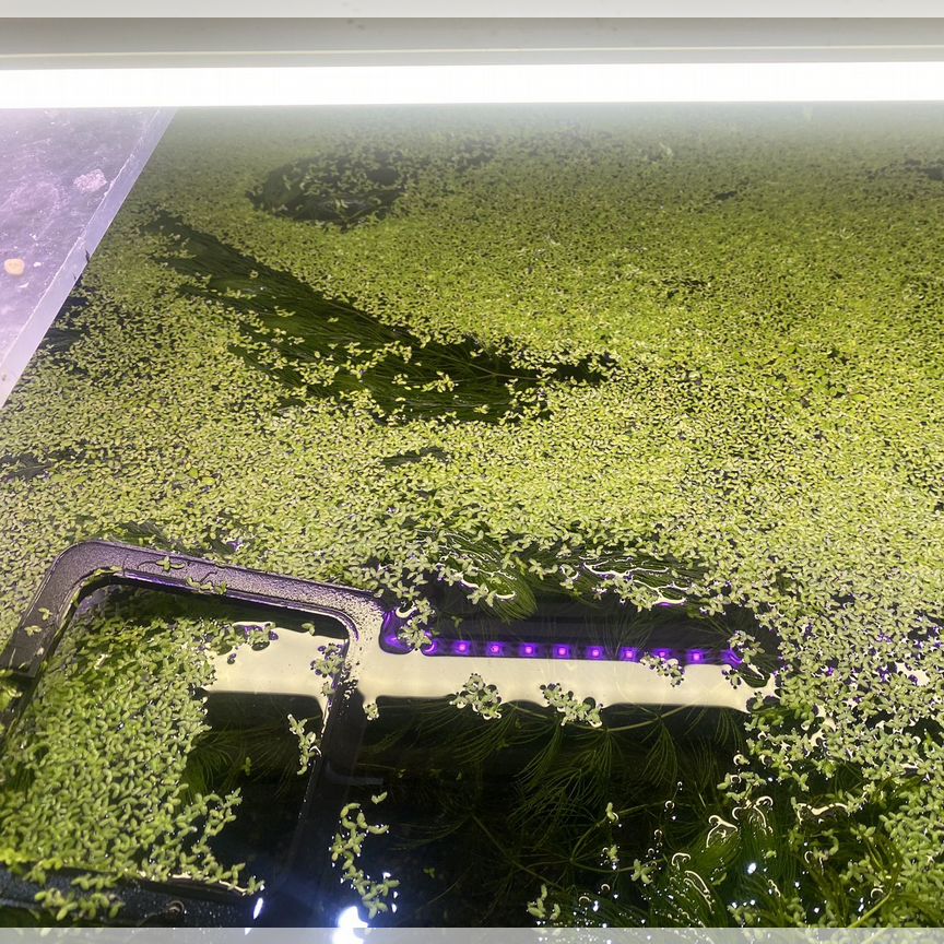 Ряска для аквариума