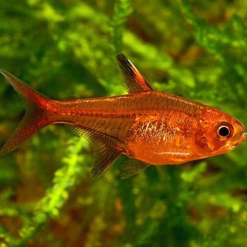 Тетра аманда - Hyphessobrycon Amandae
