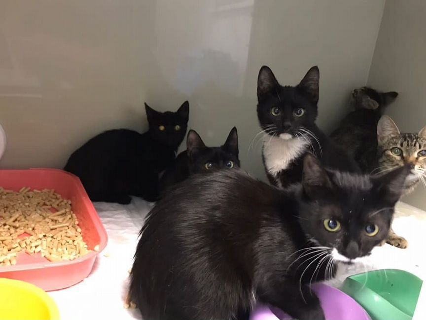 Кошки котята котенок
