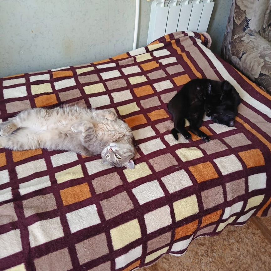 Отдам в добрые руки