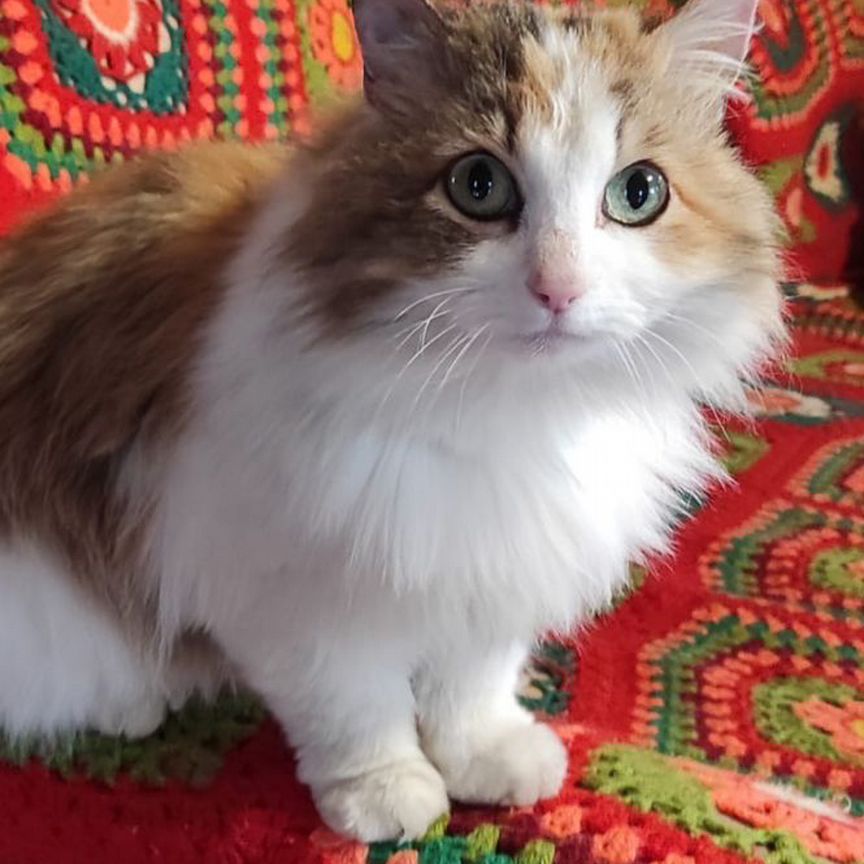 Найдена трёхцветная кошка